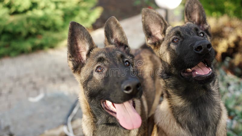 Portrait of Mixed Breed German Shepherd Dogs Outdoors, Close Up Stock ...