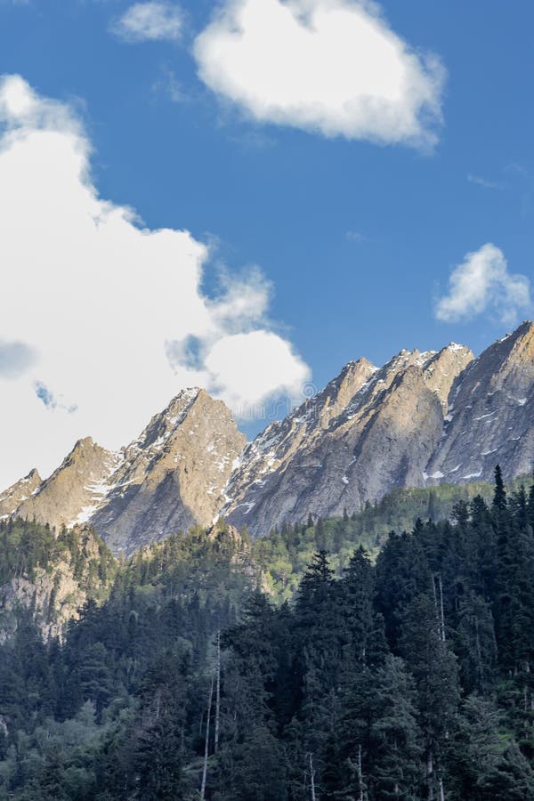 Portrait Mode Shot of a Green Forest with Mountains in the Background ...