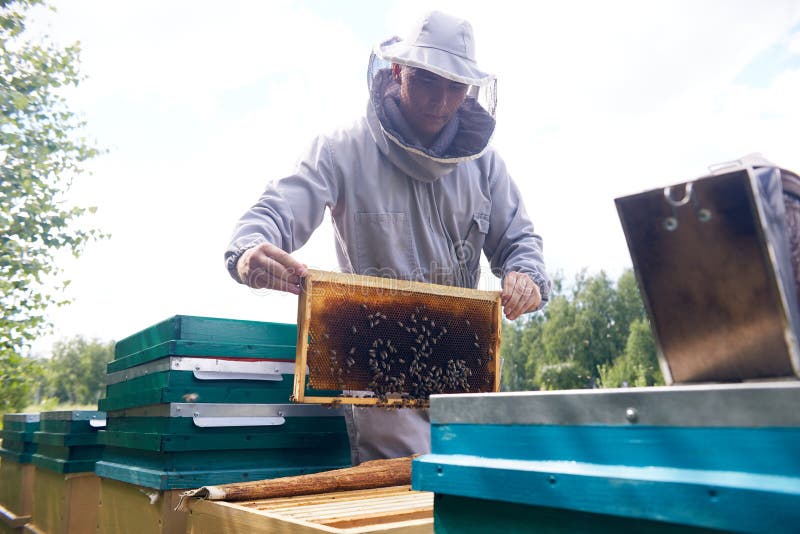 Young Beekeeper Working in Apiary Stock Photo - Image of collecting ...