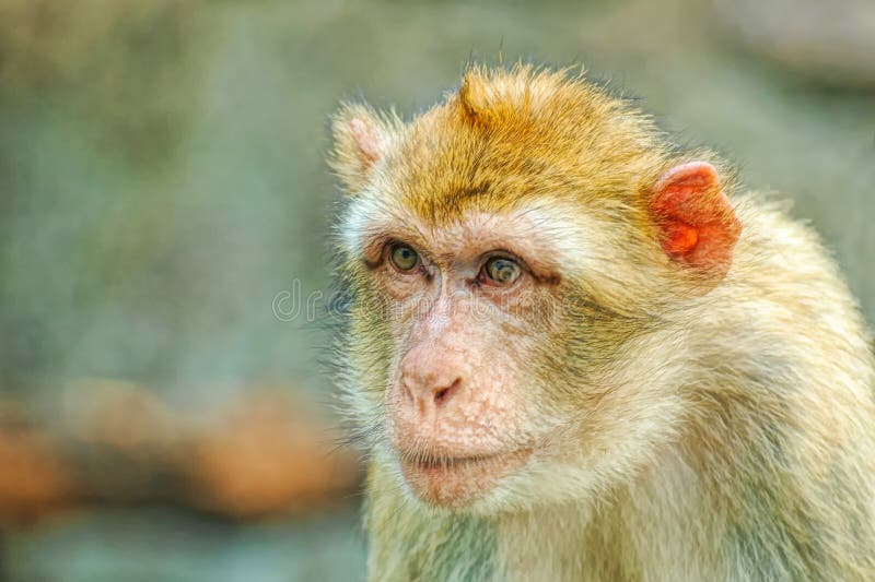 Portrait of monkey stock image. Image of nature, animal - 12671559