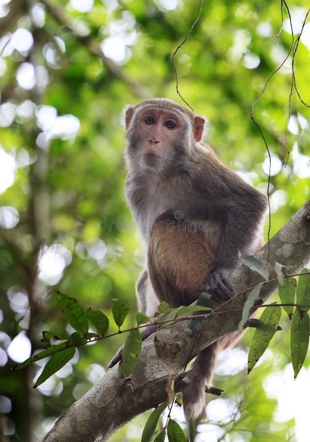 Portrait of monkey stock image. Image of full, posing - 24390333
