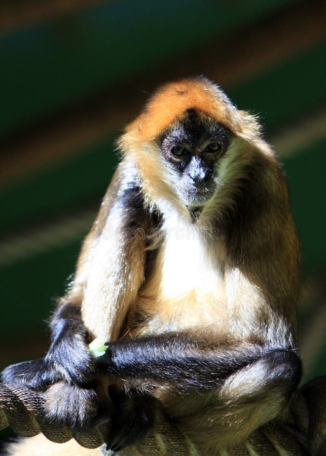 Portrait of a monkey stock photo. Image of focus, sombre - 27566712