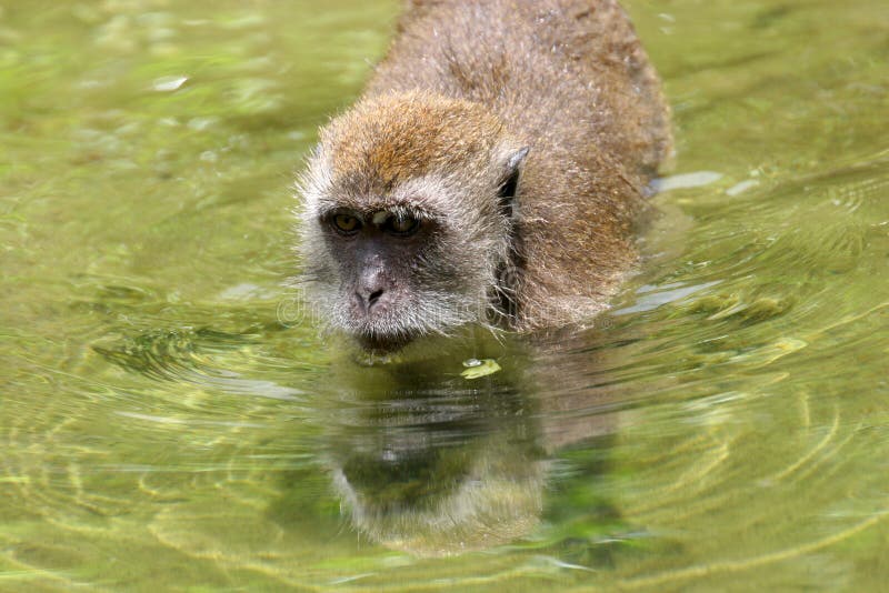 Portrait Of Monkey Picture. Image: 970993