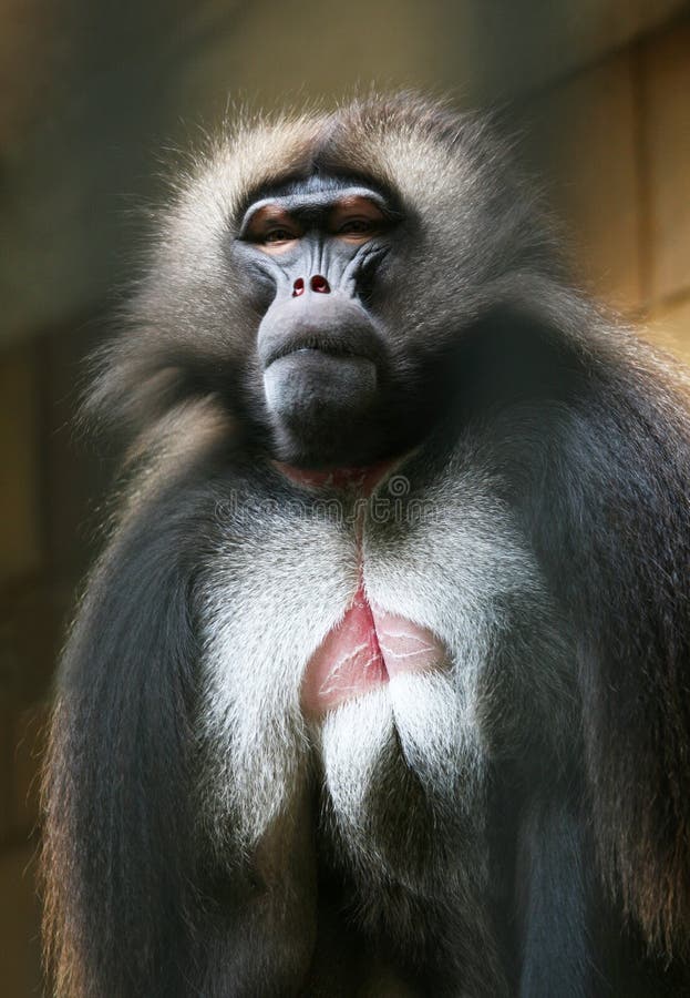 Monkey - Baboon Walking in the Savannah, Kenya Stock Image - Image of ...