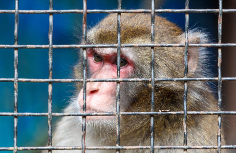 Portrait of a Monkey Behind a Metal Fence in a Zoo Stock Photo - Image ...