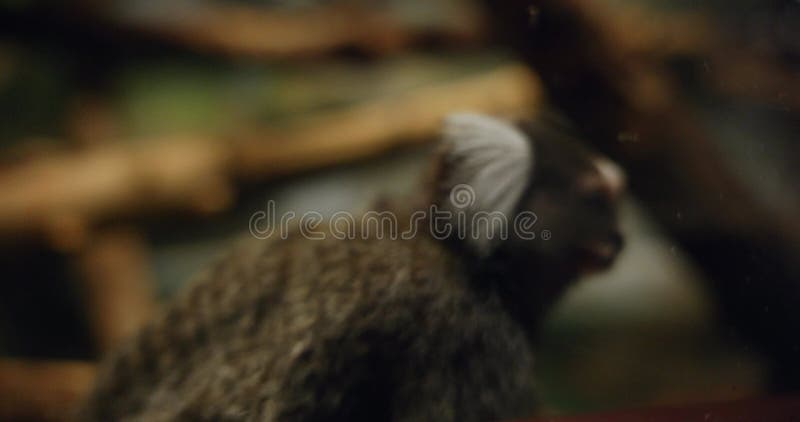Portrait of a Monkey of the Callitrichidae Breed, Which Sits in the Zoo ...