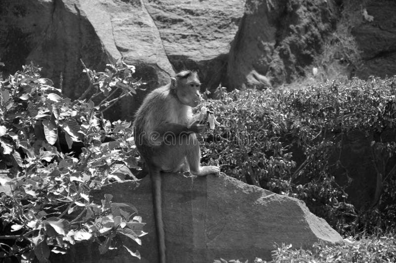 Portrait of Monkey Sitting on Stone in Black and White Stock Photo ...