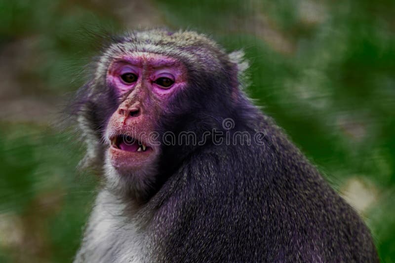 Portrait of monkey 4 stock image. Image of look, natural - 52416617
