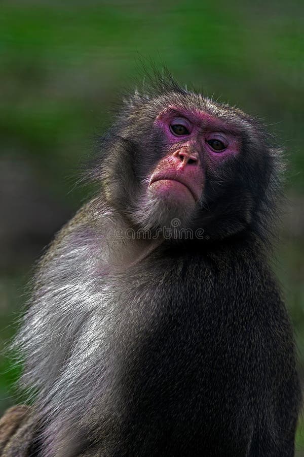 Surprise monkey portrait stock image. Image of astonish - 82745119