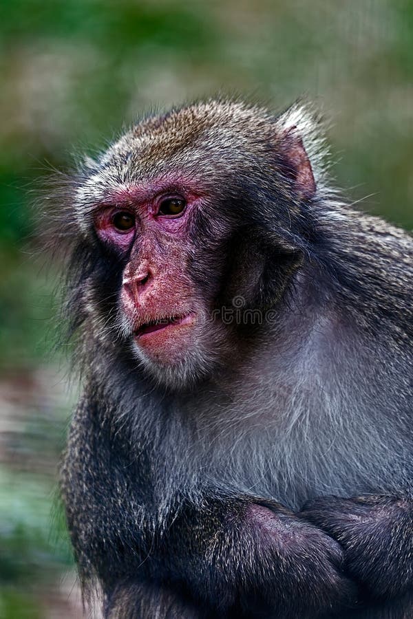 Portrait of monkey 5 stock image. Image of background - 52416743
