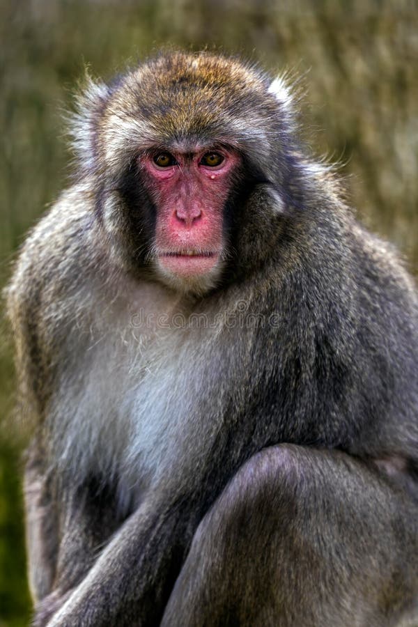1,256 Serious Monkey Stock Photos - Free & Royalty-Free Stock Photos ...