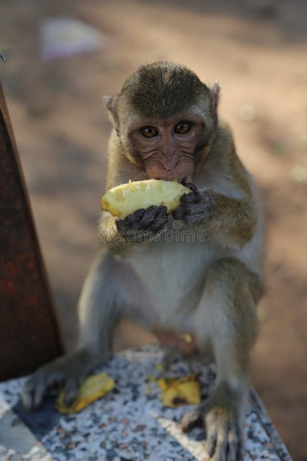 Portrait of monkey stock photo. Image of face, snack - 66889190