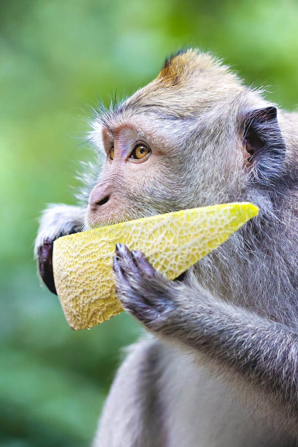 Portrait of Monkey Eating Melon Stock Photo - Image of tourism ...