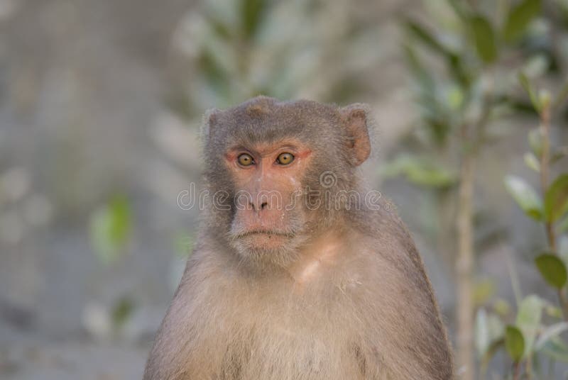 A Portrait of a Monkey at Eye Contact Situation at Riverside . Stock ...