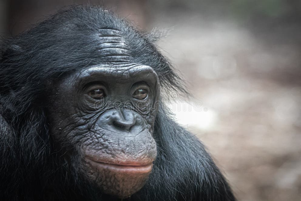 Portrait of a Monkey Eyes Open Stock Photo - Image of furry, bonobo ...