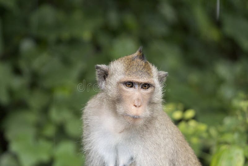 Portrait of Monkey with Face Expression Stock Photo - Image of cute ...