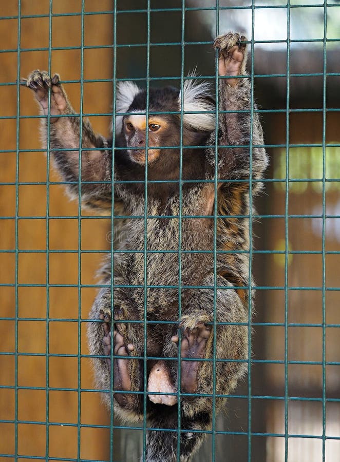 967 Monkey Jail Photos - Free & Royalty-Free Stock Photos from Dreamstime