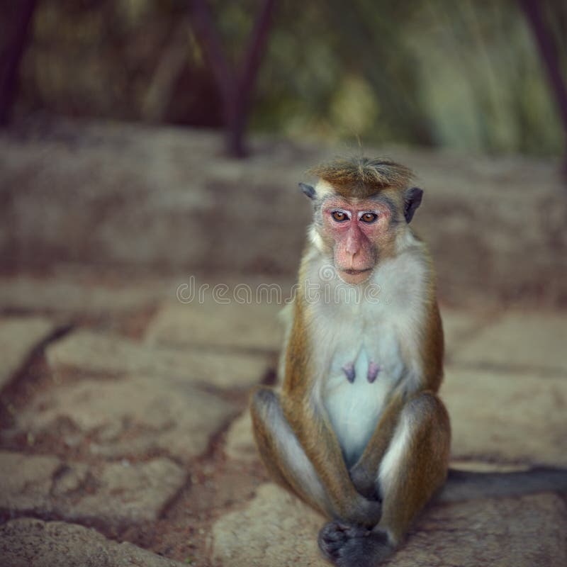 Portrait of monkey female stock image. Image of front - 50105959