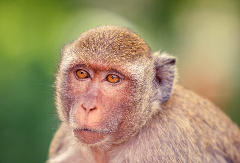 Portrait of Monkey Head Shot. Stock Image - Image of portrait, jungle ...
