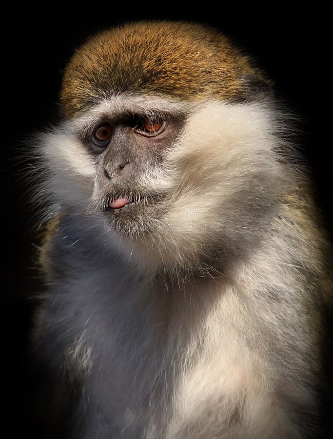 Monkey Macaque - Macaca stock image. Image of animal - 30243981