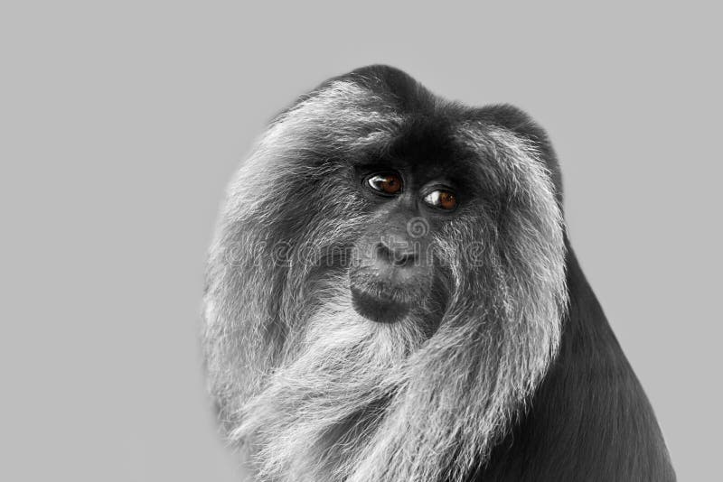 Portrait of monkey stock image. Image of head, wild, isolated - 33793525