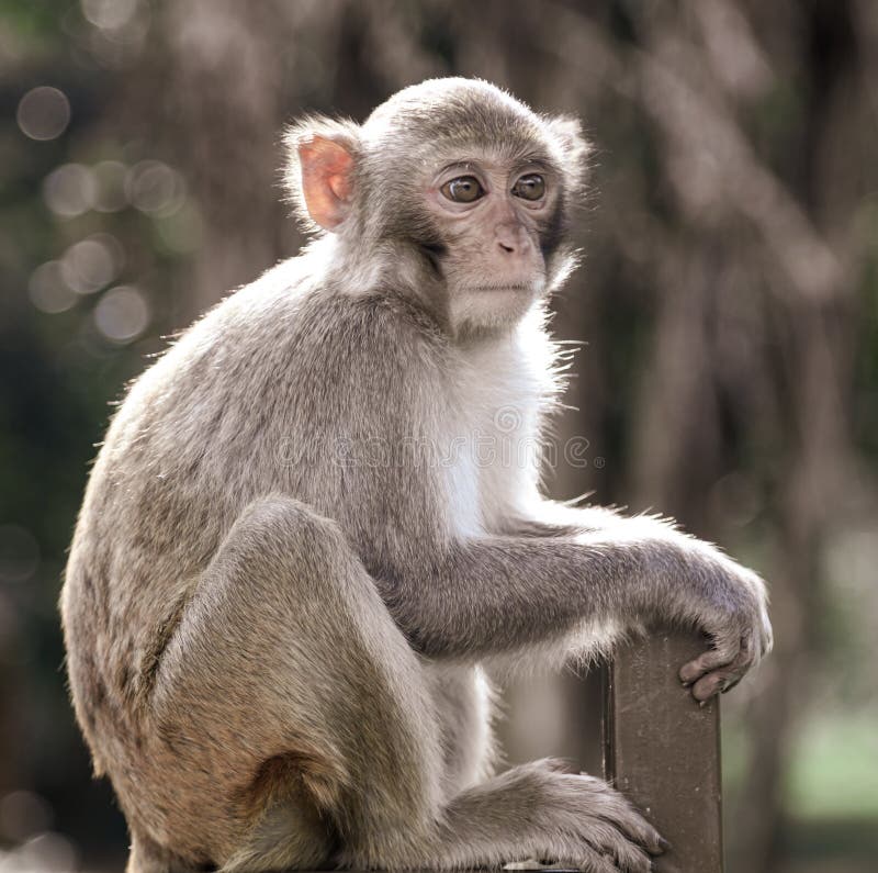 Portrait of a Monkey in the Park Stock Photo - Image of outdoor ...