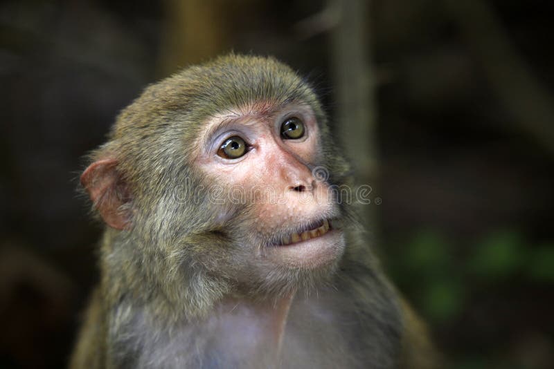 Portrait of monkey stock image. Image of grimace, wildlife - 76741921