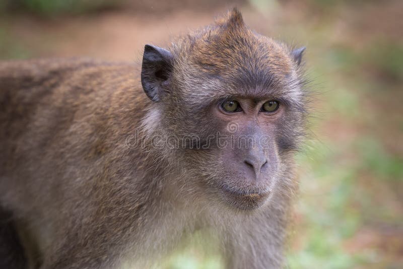 Portrait of the monkey stock photo. Image of funny, forest - 74906510