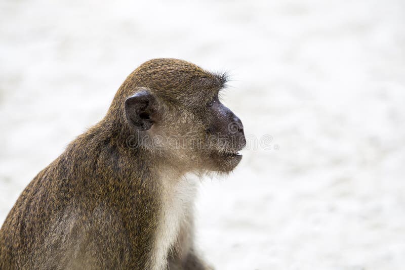 Portrait of monkey stock image. Image of nature, jungle - 111432543