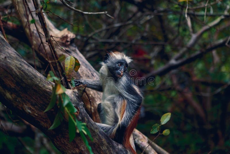 Portrait of Monkey Red Colobus Dense Tropical Forest Stock Image ...