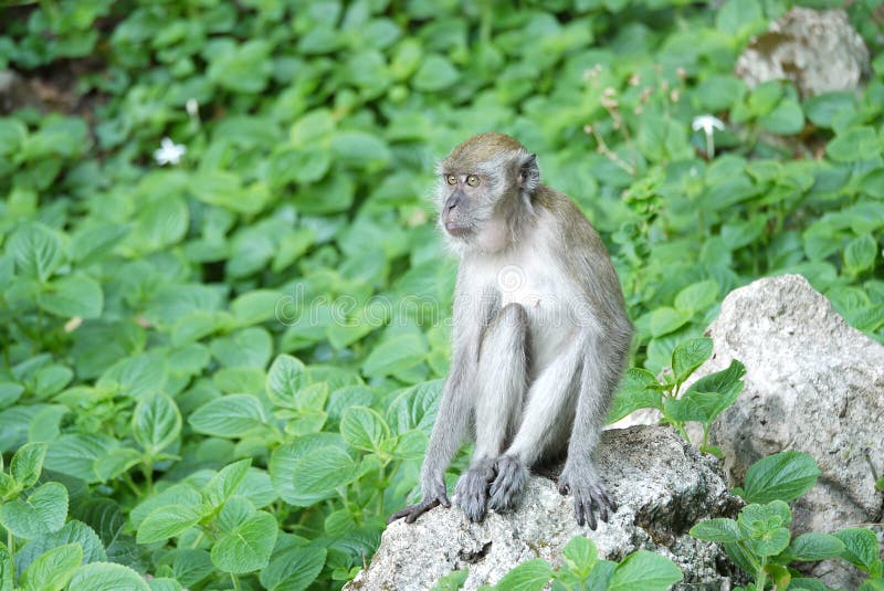 Portrait of a Monkey stock photo. Image of nature, prey - 39618890