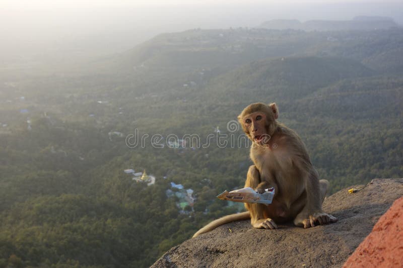 Monkey Sitting at Mount Popa in Mandalay Myanmar Stock Photo - Image of ...