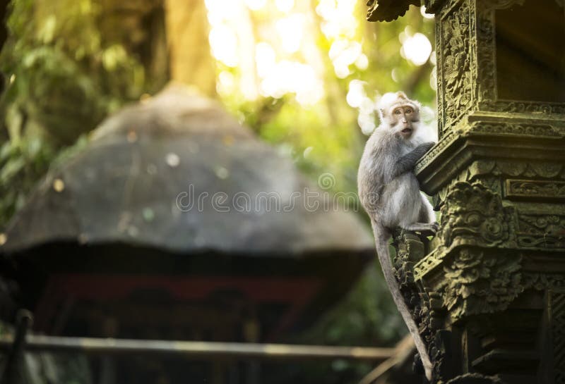 Portrait of a Monkey. stock photo. Image of habitat, animal - 97435036