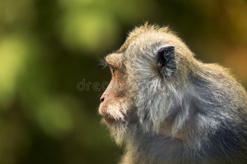 Portrait of a Monkey. stock photo. Image of bali, primate - 97435068