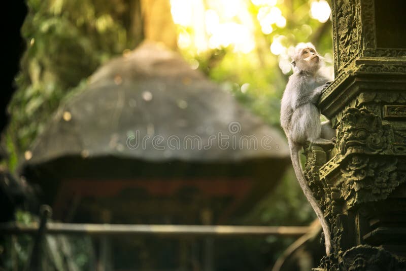 Portrait of a Monkey. stock image. Image of animal, habitat - 97435083