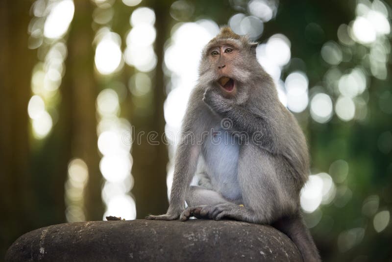 Portrait of a Monkey. stock photo. Image of primate, portrait - 97435688