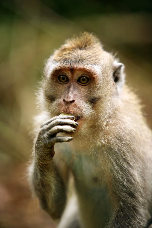 Portrait of the monkey stock image. Image of portrait - 127120443