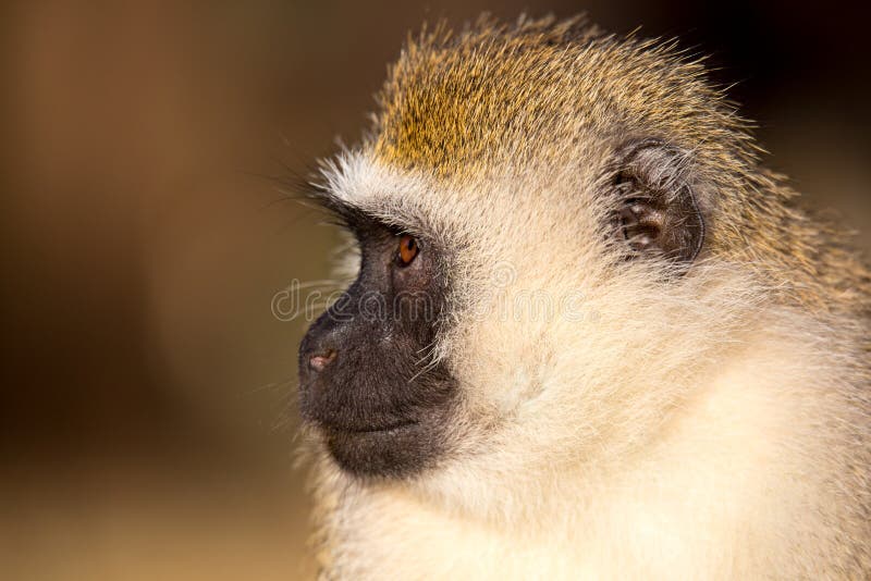 The Portrait of a Monkey in the Savannah of Kenya Stock Photo - Image ...