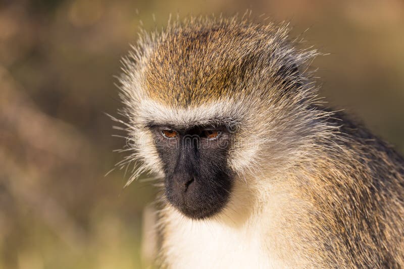 The Portrait of a Monkey in the Savannah of Kenya Stock Photo - Image ...