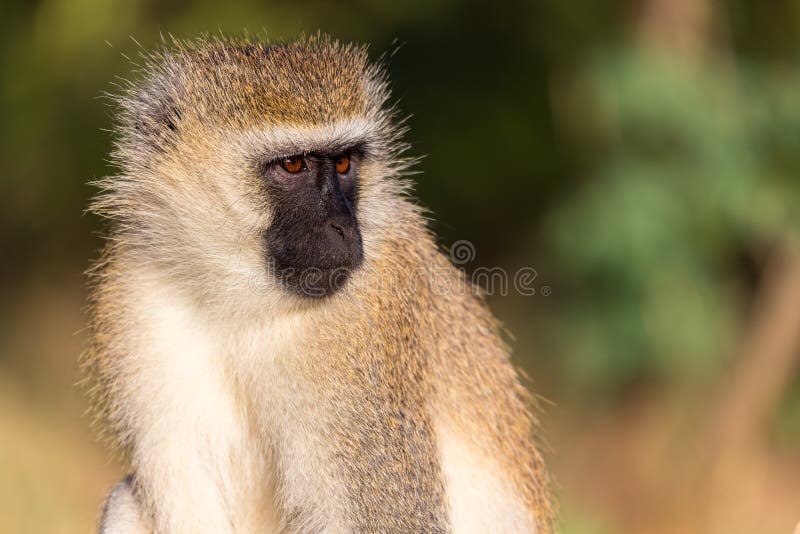 The Portrait of a Monkey in the Savannah of Kenya Stock Photo - Image ...