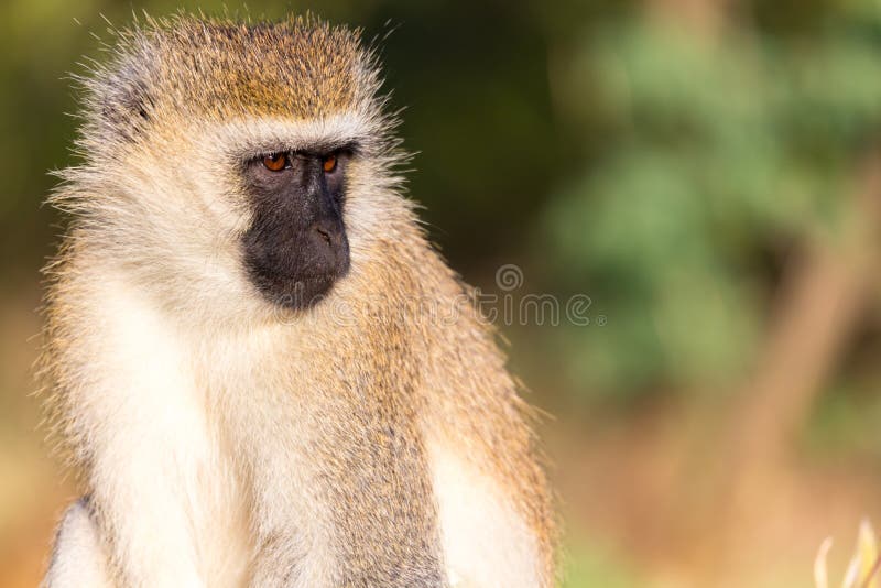 The Portrait of a Monkey in the Savannah of Kenya Stock Photo - Image ...