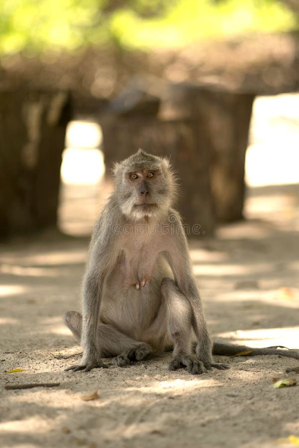 A Monkey Sitting Around the Sand Stock Image - Image of harbor, water ...