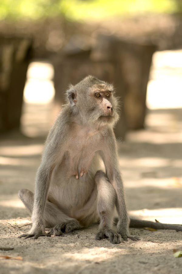 A Monkey Sitting Around the Sand Stock Photo - Image of scenic, harbor ...