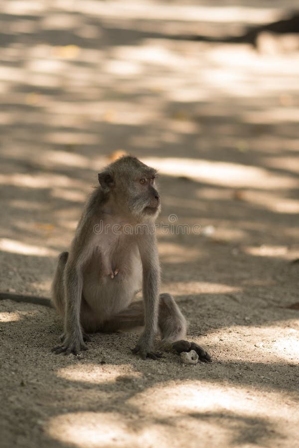 A Monkey Sitting Around the Sand Stock Photo - Image of mountains ...