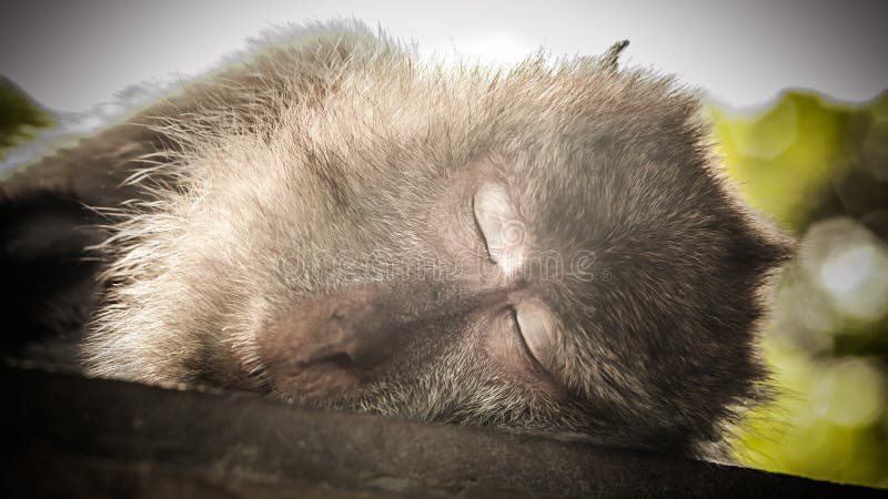 Portrait of Monkey Sleeping on Tree at Sacred Monkey Forest Stock Image ...