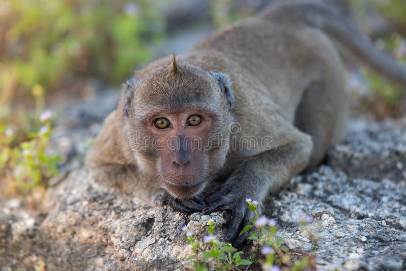 Portrait of a Monkey Staring Stock Photo - Image of jungle, staring ...