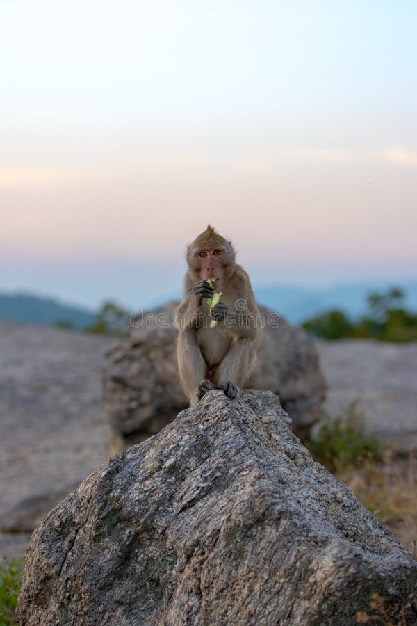 Portrait of a Monkey Staring Stock Photo - Image of smile, face: 106272874