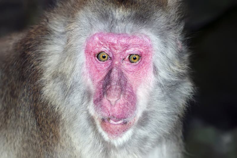 Portrait of Monkey with a Surprise Expression Stock Photo - Image of ...
