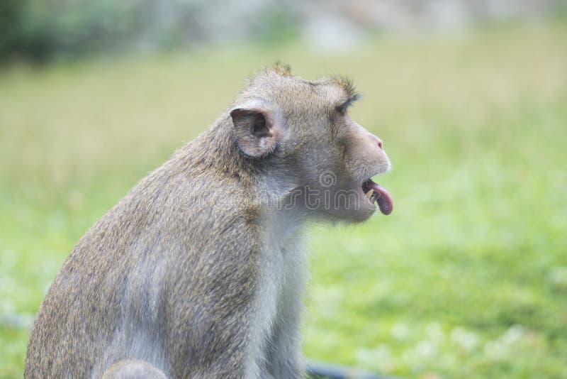 Monkey sticking out tongue stock photo. Image of primate - 3309166