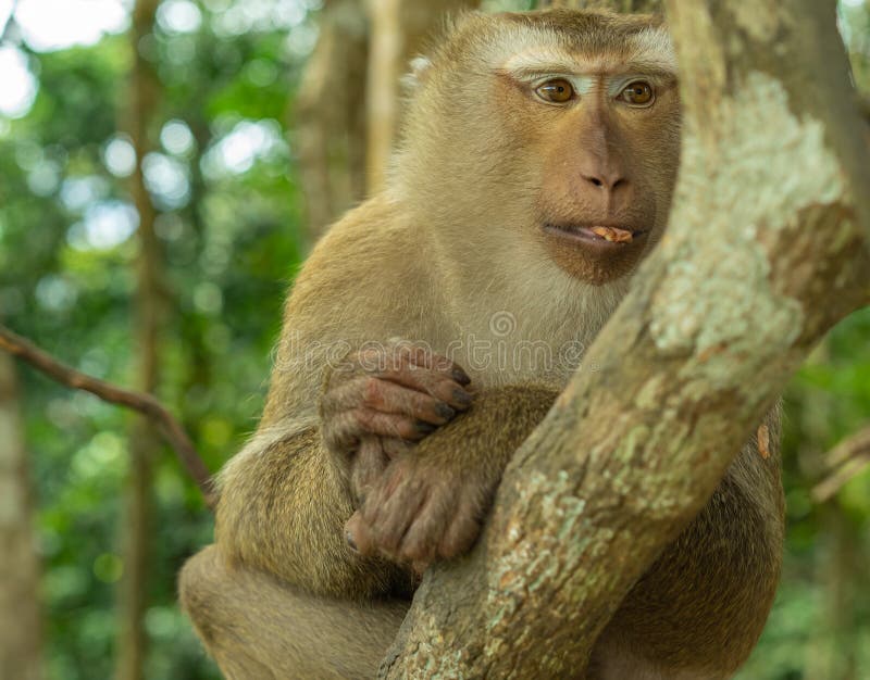 Portrait of a monkey stock image. Image of tropical - 251359383